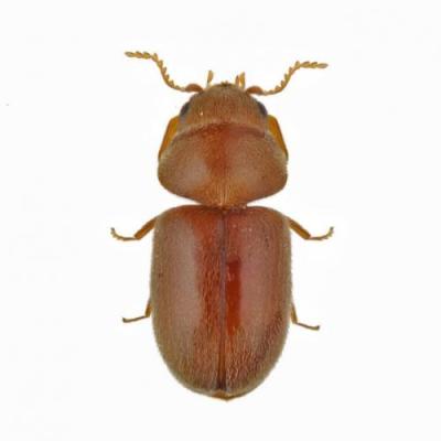 China Pheromone Lure for Lasioderma serricorne for sale