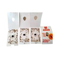 China Pheromone Lure for Lasioderma serricorne for sale