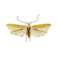 China Pheromone Lure for Coleophora laricella for sale