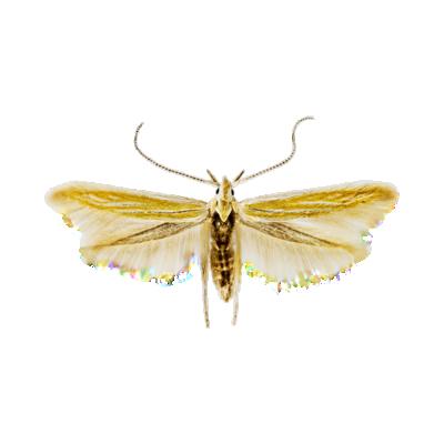 China Pheromone Lure for Coleophora laricella for sale