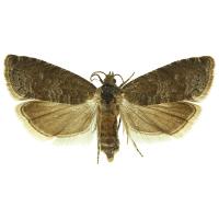 China Pheromone Lure for Grapholita funebrana for sale