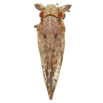 China Pheromone Lure for Diaphorina citri for sale