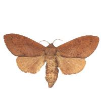 China Pheromone Lure for Dendrolimus punctatus for sale