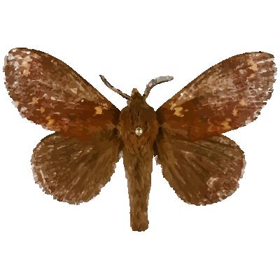China Pheromone Lure for Dendrolimus kikuchii for sale