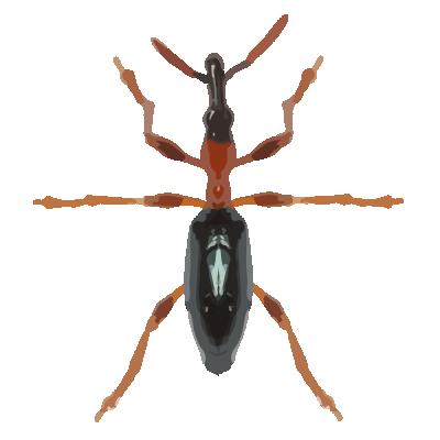 China Pheromone Lure for Cylas formicarius for sale