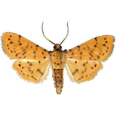 China Pheromone Lure for Conogethes punctiferalis for sale