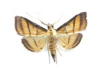 China Pheromone Lure for Cnaphalocrocis medinalis for sale