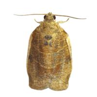 China Pheromone Lure for Choristoneura longicellanus for sale