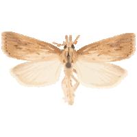 China Pheromone Lure for Chilo suppressalis for sale