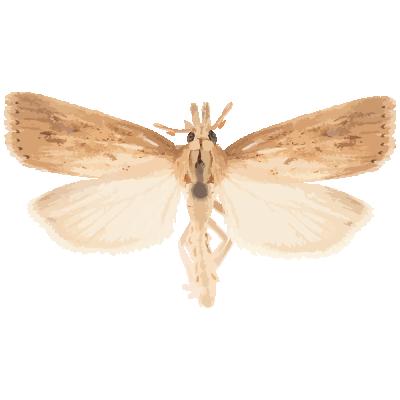 China Pheromone Lure for Chilo suppressalis for sale