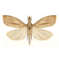 China Pheromone Lure for Chilo sacchariphagus for sale