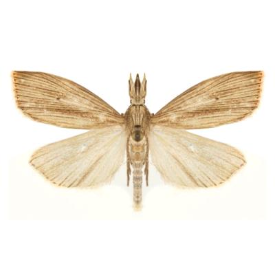 China Pheromone Lure for Chilo sacchariphagus for sale