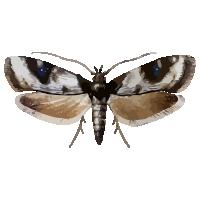China Pheromone Lure for Carposina sasakii for sale