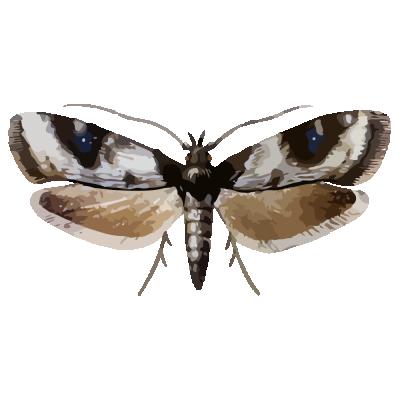 China Pheromone Lure for Carposina sasakii for sale