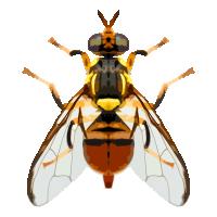 China Pheromone Lure for Bactrocera dorsalis for sale
