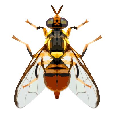 China Pheromone Lure for Bactrocera dorsalis for sale