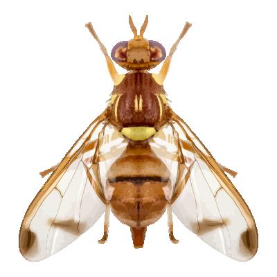 China Pheromone Lure for Bactrocera cucurbitae for sale