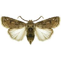 China Pheromone Lure for Agrotis segetum for sale