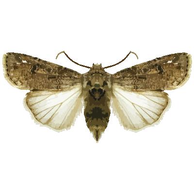 China Pheromone Lure for Agrotis segetum for sale