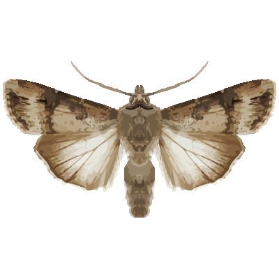 China Pheromone Lure for Agrotis ipsilon for sale