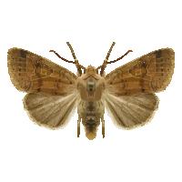 China Pheromone Lure for Agrotis fucosa for sale