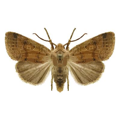 China Pheromone Lure for Agrotis fucosa for sale