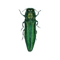 China Pheromone Lure for Agrilus planipennis for sale
