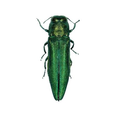 China Pheromone Lure for Agrilus planipennis for sale