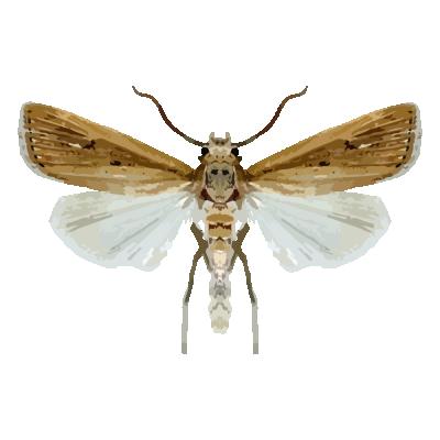 China Pheromone Lure for Chilo infuscatellus for sale