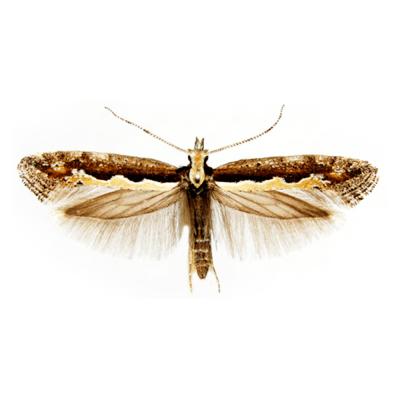China Pheromone Lure for Plutella xylostella for sale