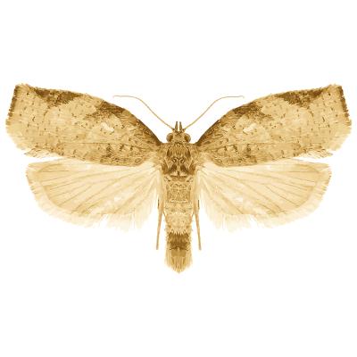 China Pheromone Lure for Adoxophyes orana for sale