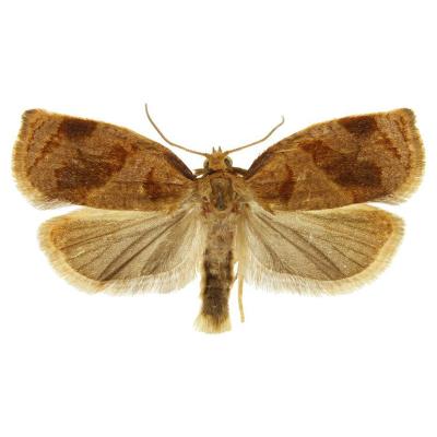China Pheromone Lure for Archips breviplicanus for sale