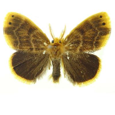 China Pheromone Lure for Arna pseudoconspersa for sale