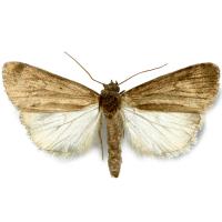 China Pheromone Lure for Athetis lepigone for sale
