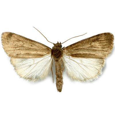 China Pheromone Lure for Athetis lepigone for sale