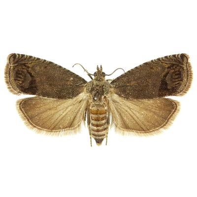 China Pheromone Lure for Cydia pomonella for sale