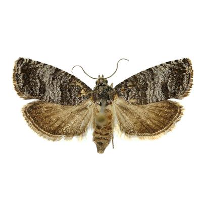 China Pheromone Lure for Cydia pyrivora for sale