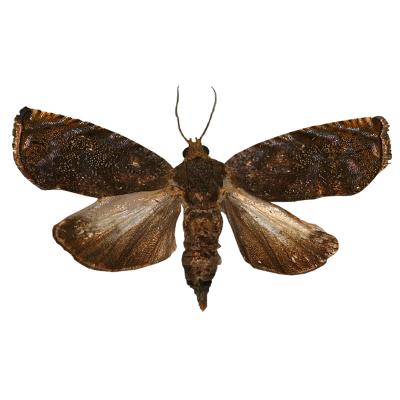 China Pheromone Lure for Cydia trasias for sale