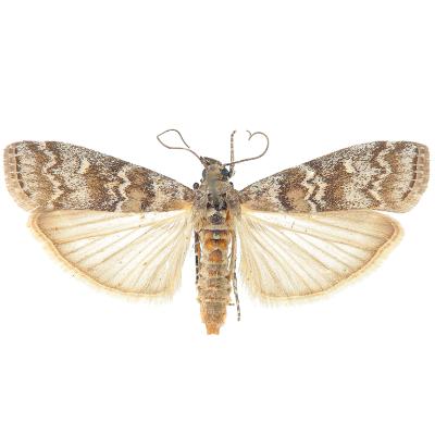 China Pheromone Lure for Dioryctria abietella for sale