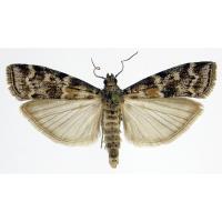 China Pheromone Lure for Dioryctria sylvestrella for sale