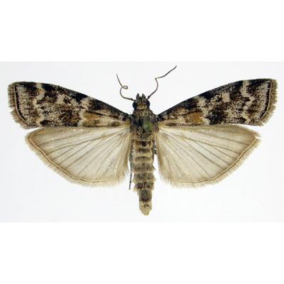 China Pheromone Lure for Dioryctria sylvestrella for sale