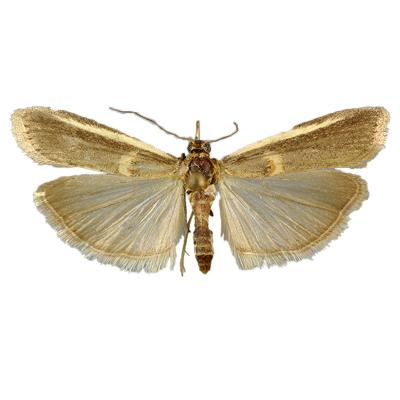 China Pheromone Lure for Etiella zinckenella for sale