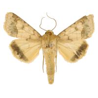 China Pheromone Lure for Helicoverpa assulta for sale