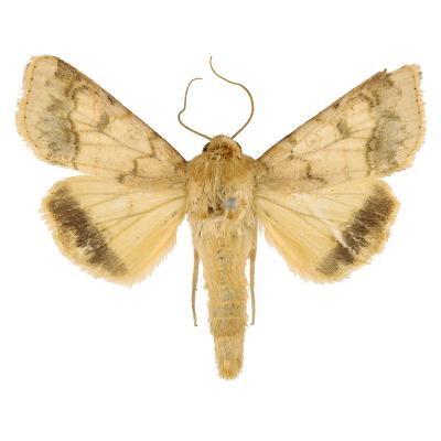 China Pheromone Lure for Helicoverpa assulta for sale