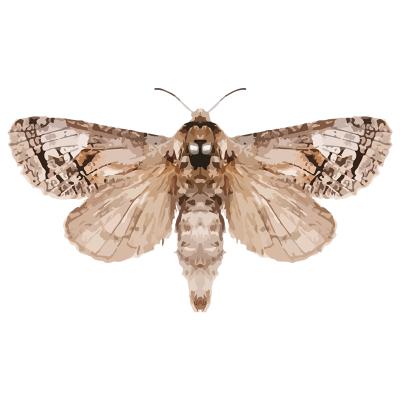 China Pheromone Lure for Eogystia hippophaecolus for sale