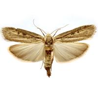 China Pheromone Lure for Homoeosoma nebulella for sale