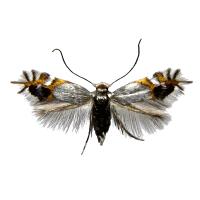 China Pheromone Lure for Leucoptera malifoliella for sale