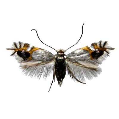 China Pheromone Lure for Leucoptera malifoliella for sale