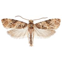 China Pheromone Lure for Lobesia botrana for sale
