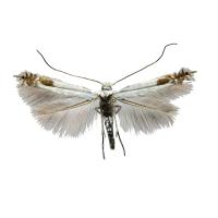 China Pheromone Lure for Lyonetia clerkella for sale